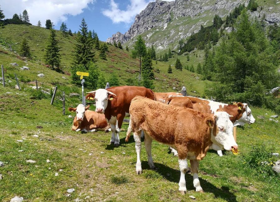 Almwirtschaft und Almschutz - Verwaltung - Land Steiermark